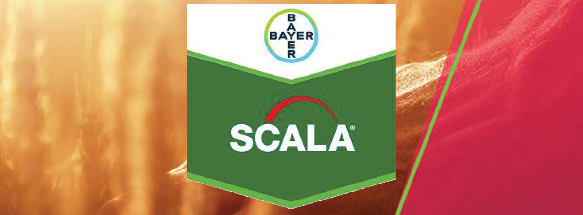 Scala 400 SC